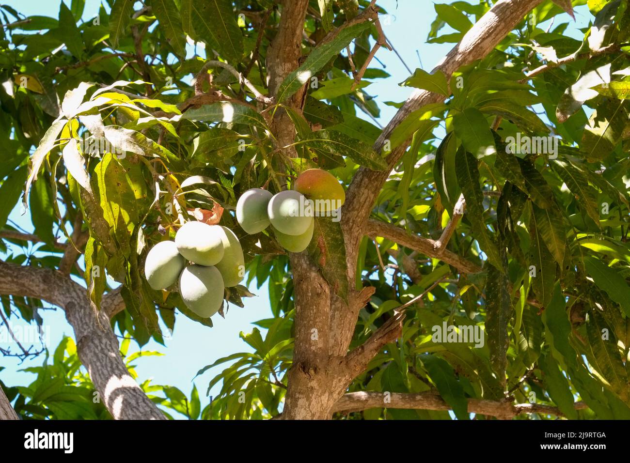 Baja California, Mexico. Mango tree with fruit Stock Photo - Alamy