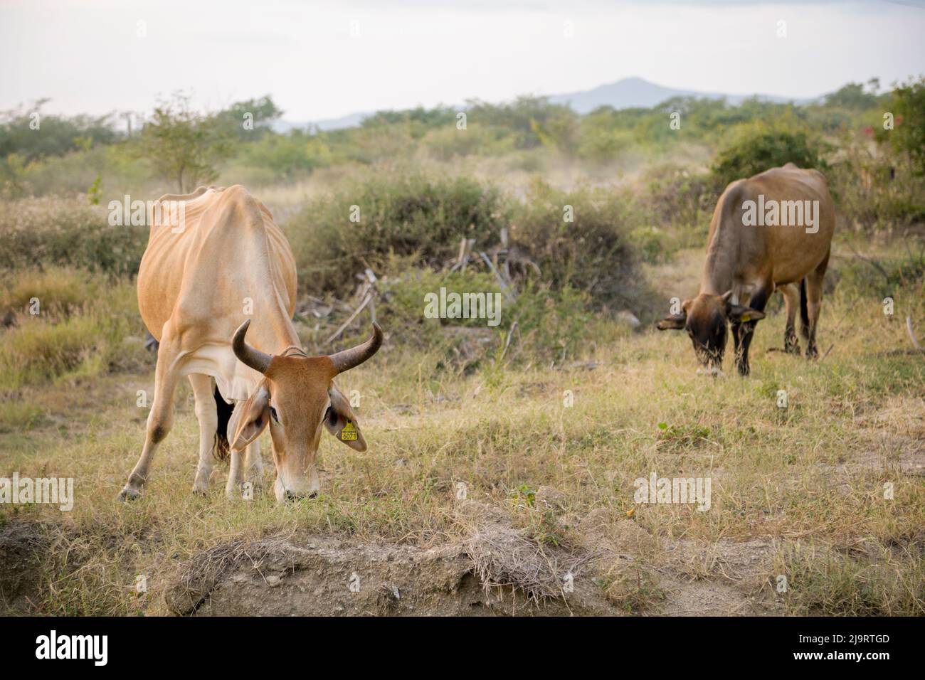 Cabo San Lucas, Mexico. Cattle Stock Photo - Alamy