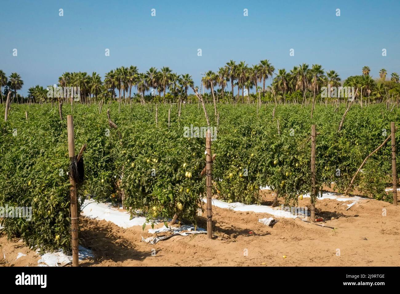 Baja California, Mexico. Local farm Stock Photo - Alamy