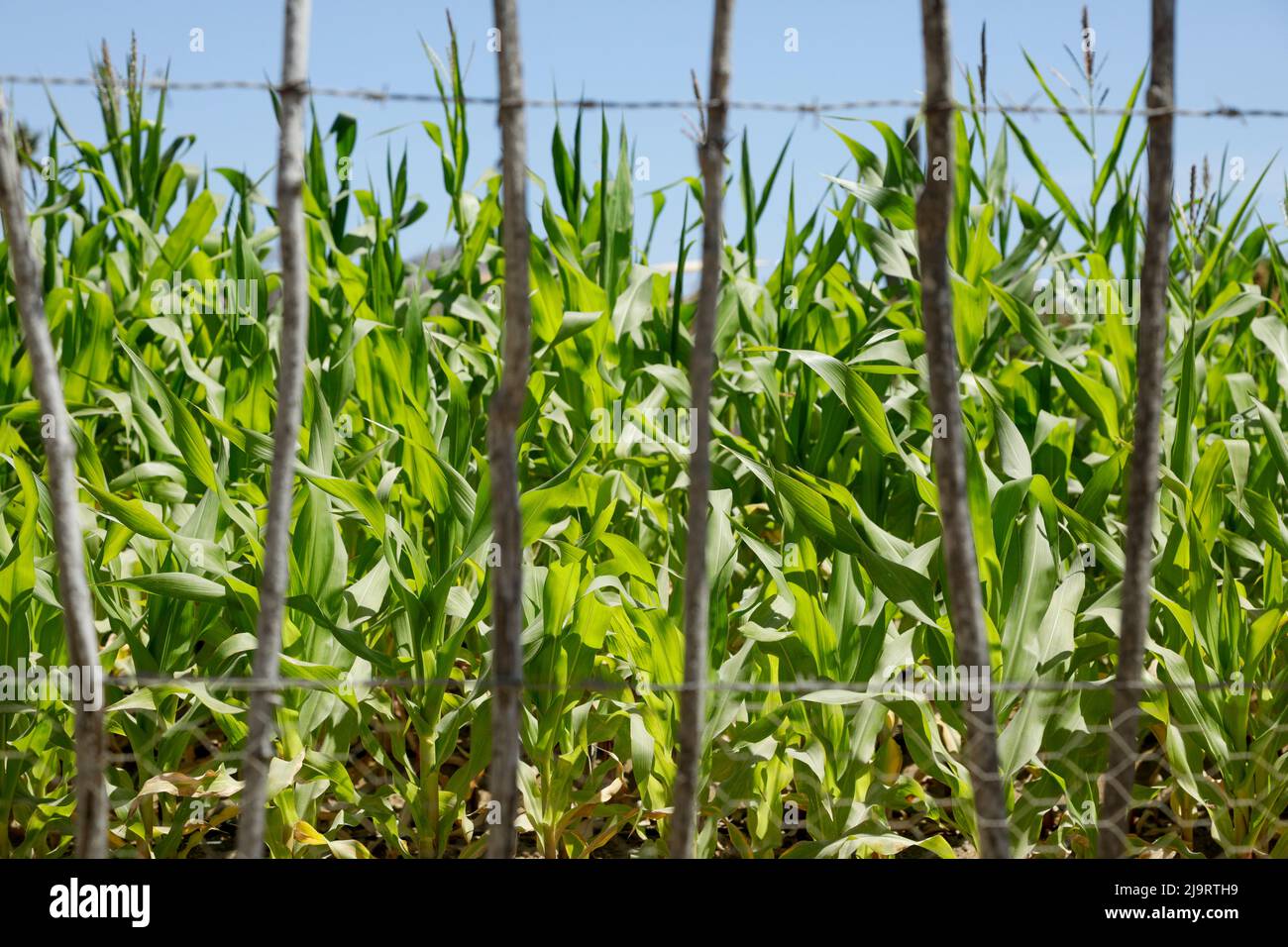 Mexico corn farming hi-res stock photography and images - Alamy