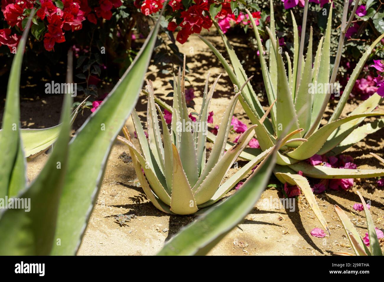 Aloe plants. Cabo San Lucas, Mexico Stock Photo - Alamy