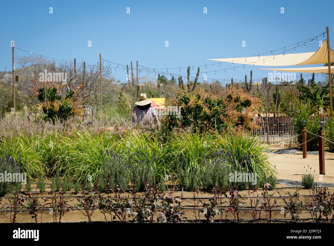 Small farm in Cabo San Lucas, Mexico Stock Photo - Alamy