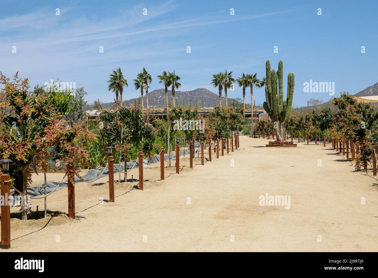 Small farm in Cabo San Lucas, Mexico Stock Photo - Alamy