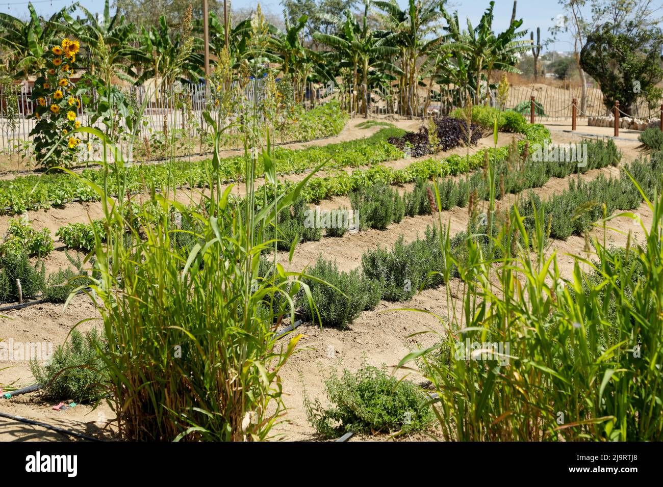 Small farm in Cabo San Lucas, Mexico Stock Photo - Alamy