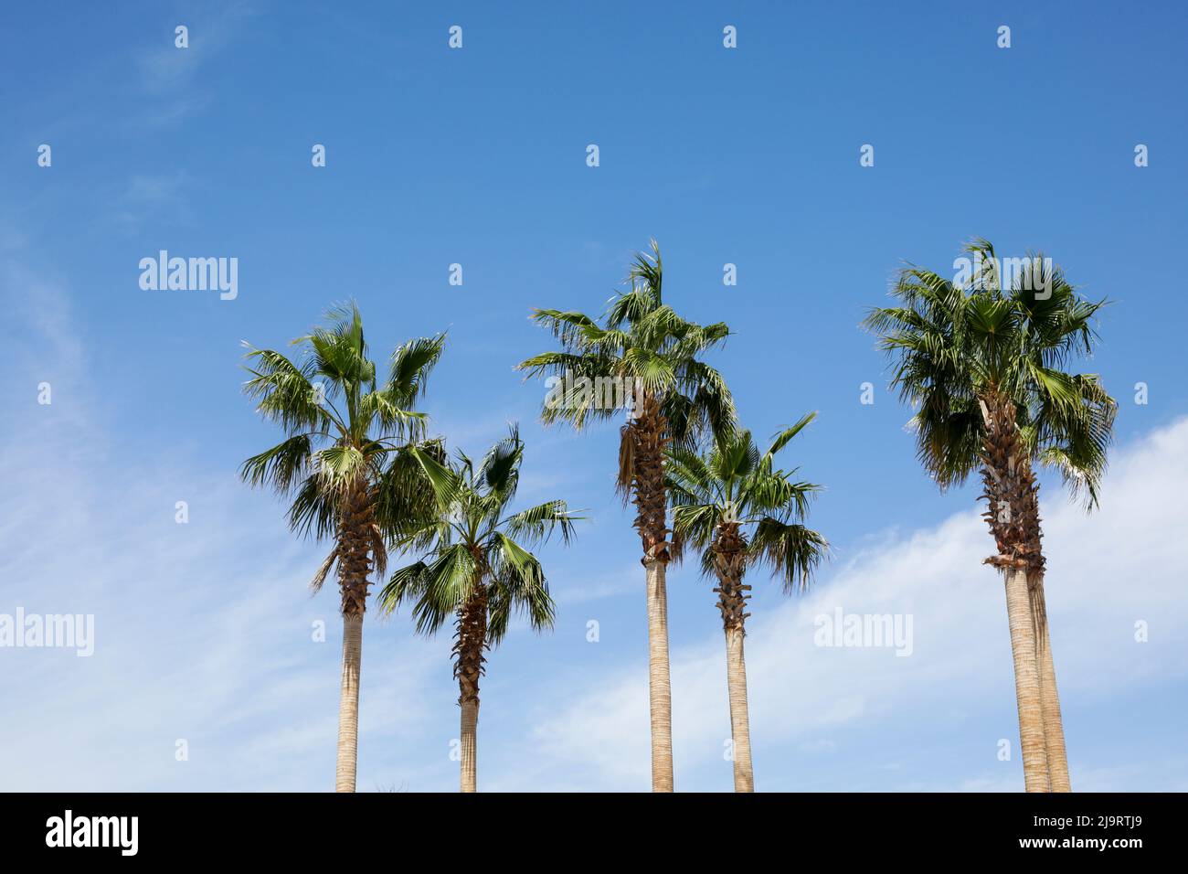 Cabo San Lucas, Mexico. Palm trees Stock Photo - Alamy