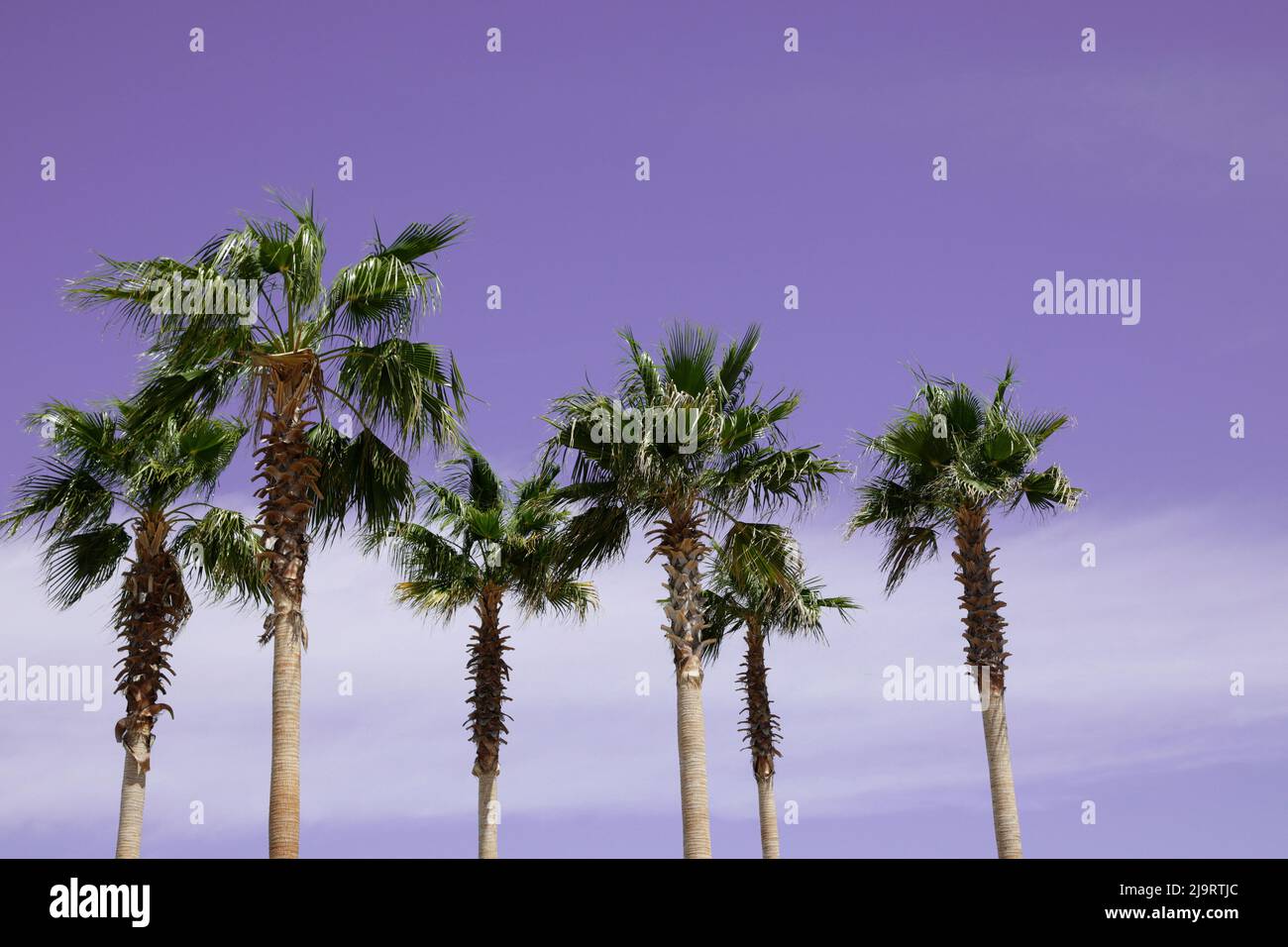 Palm tree cabo san lucas hi-res stock photography and images - Alamy