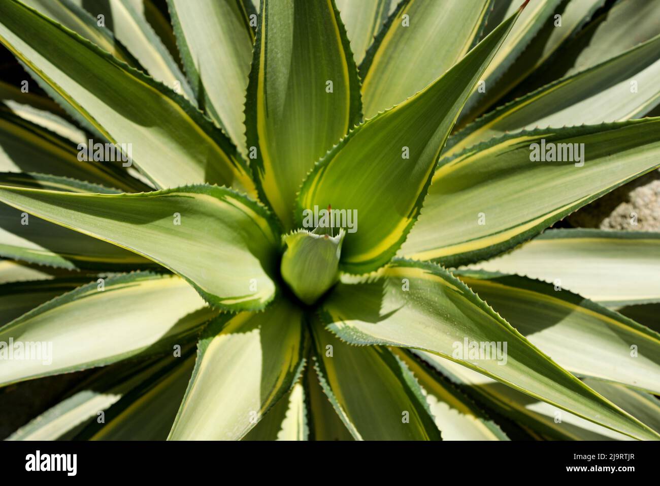 Aloe plant. Cabo San Lucas, Mexico Stock Photo - Alamy