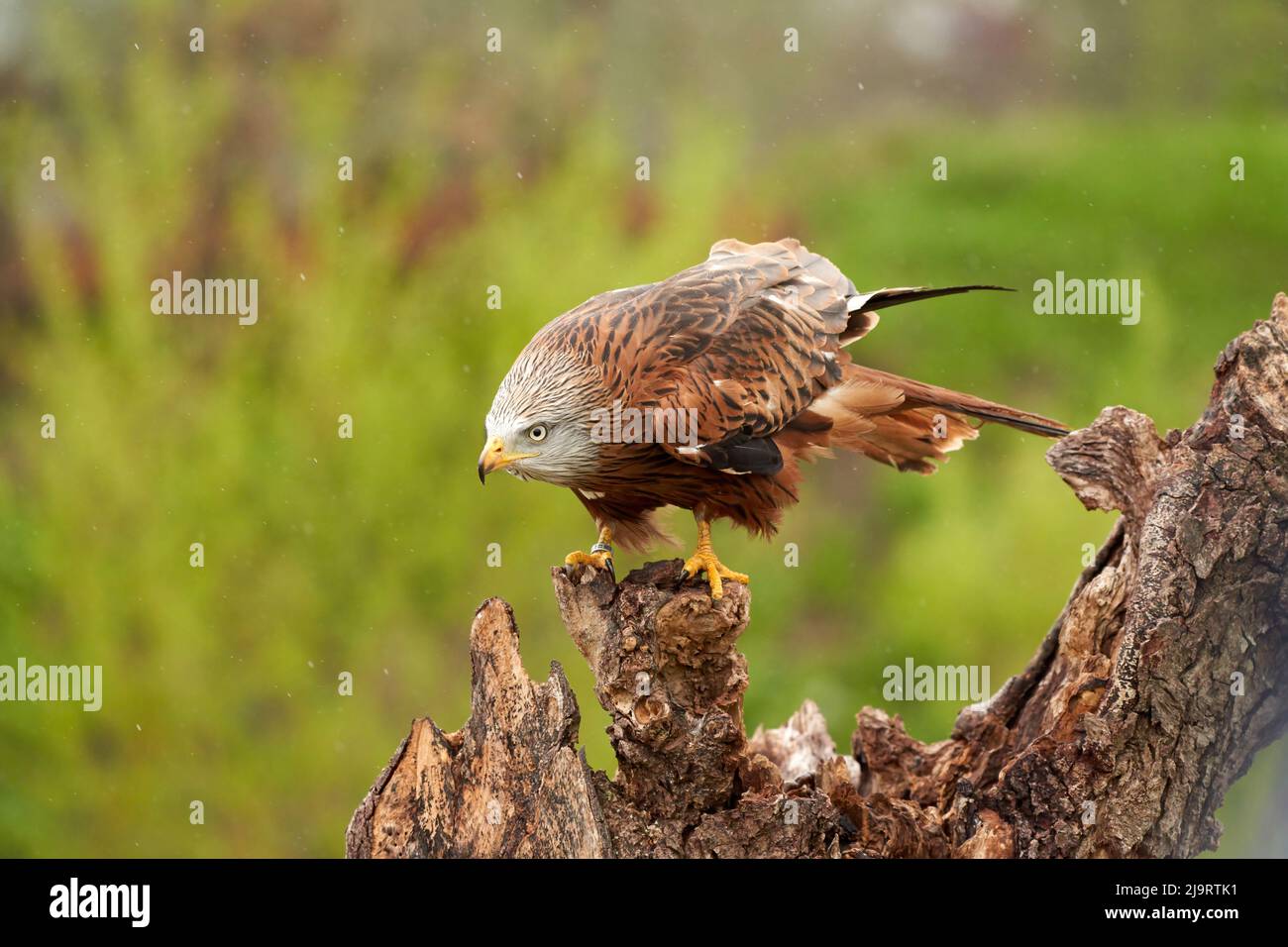 A detailed portrait of Red kite, bird of prey. Land with outspread ...