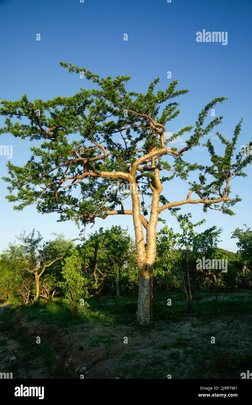 Cabo San Lucas, Mexico Stock Photo - Alamy