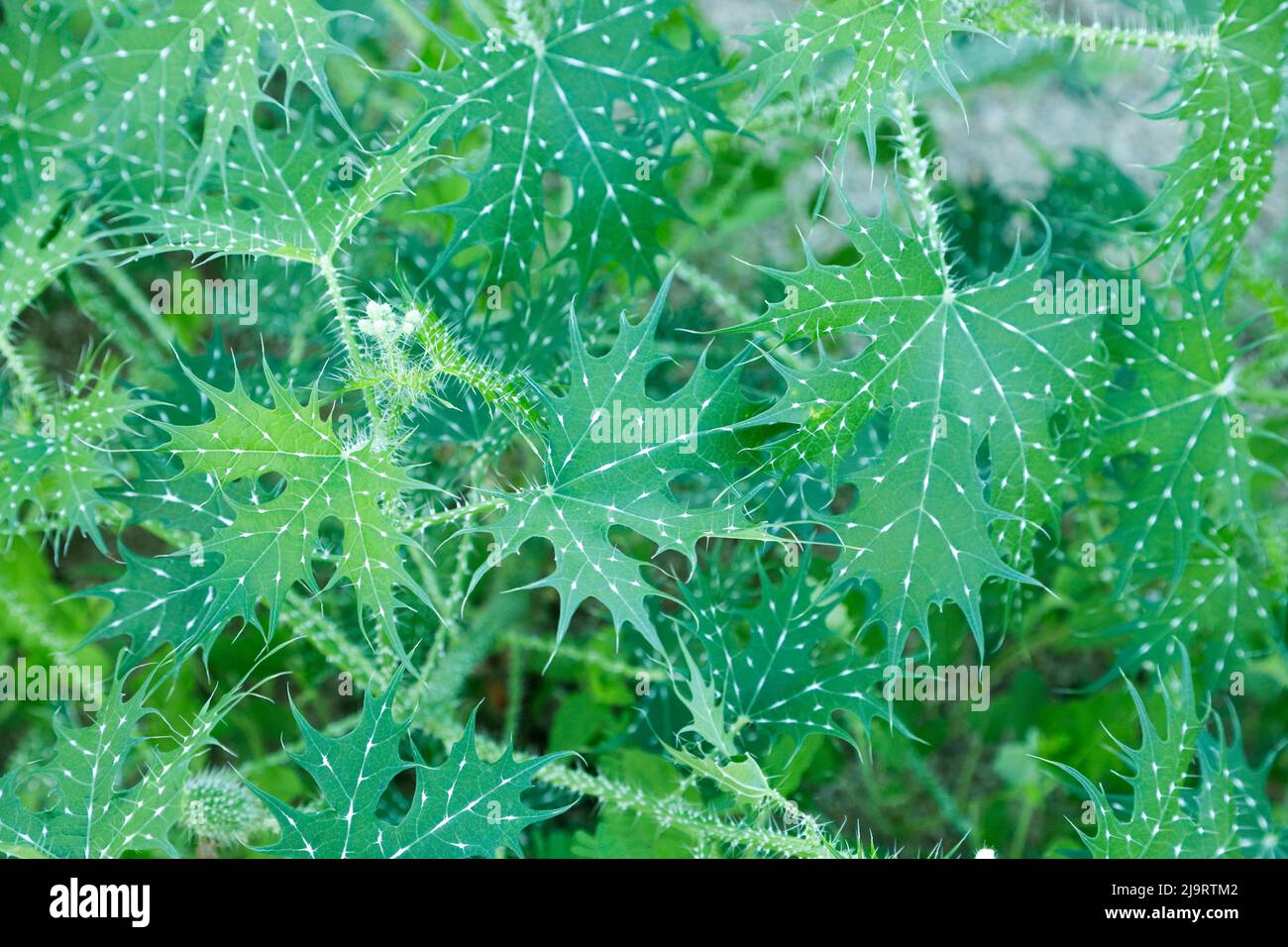 Cabo San Lucas, Mexico. Leaves of unidentified plant Stock Photo - Alamy