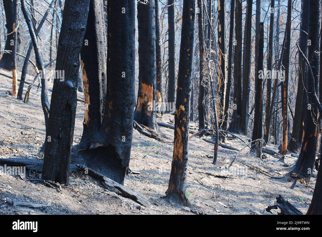 Fire Swept Forests in the Cascade Mountains Stock Photo - Alamy