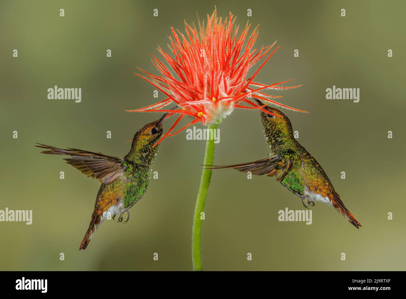 Pair of Coppery Headed Emerald hummingbirds feeding on flower, Costa ...