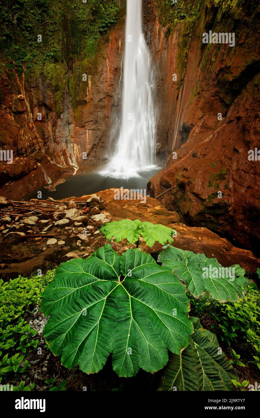 Catarata Del Toro Waterfall, in the mountains of Bajos del Toro ...