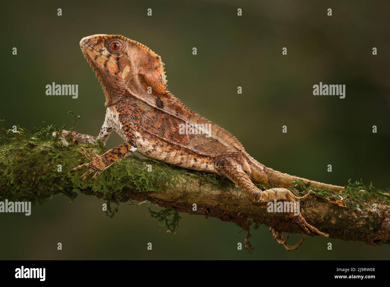 Helmeted Basilisk Lizard, Costa Rica Stock Photo - Alamy