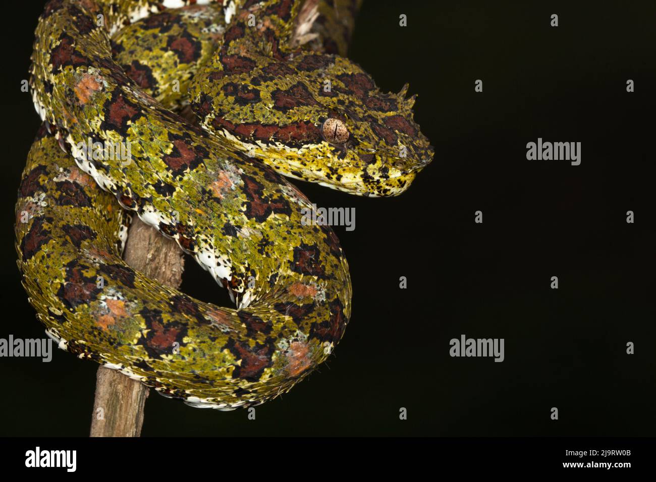 Eyelash Viper, Costa Rica Stock Photo - Alamy