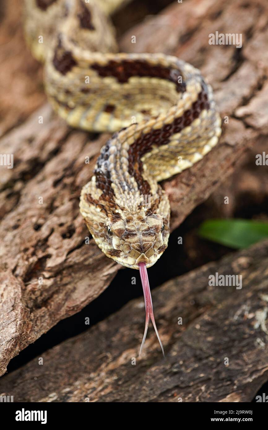 Neotropical Rattlesnake, Costa Rica Stock Photo - Alamy