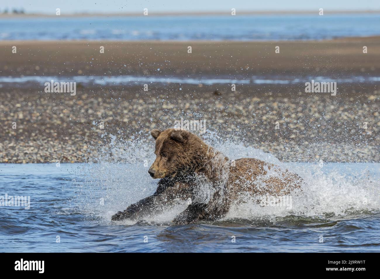 Grizzly bear chasing fish in Silver Salmon Creek, Lake Clark National ...
