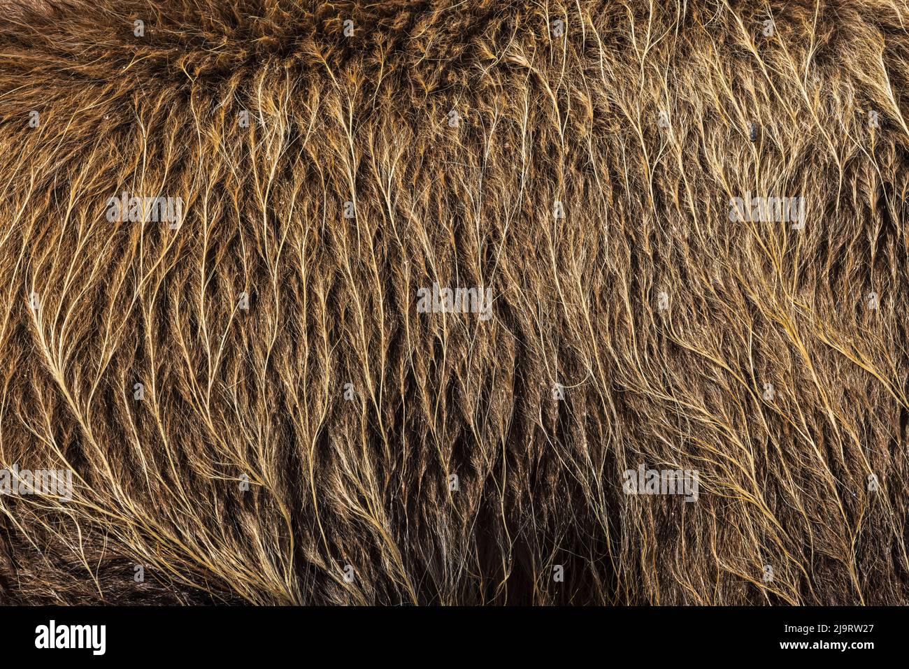 Grizzly bear fur close-up, Lake Clark National Park and Preserve ...