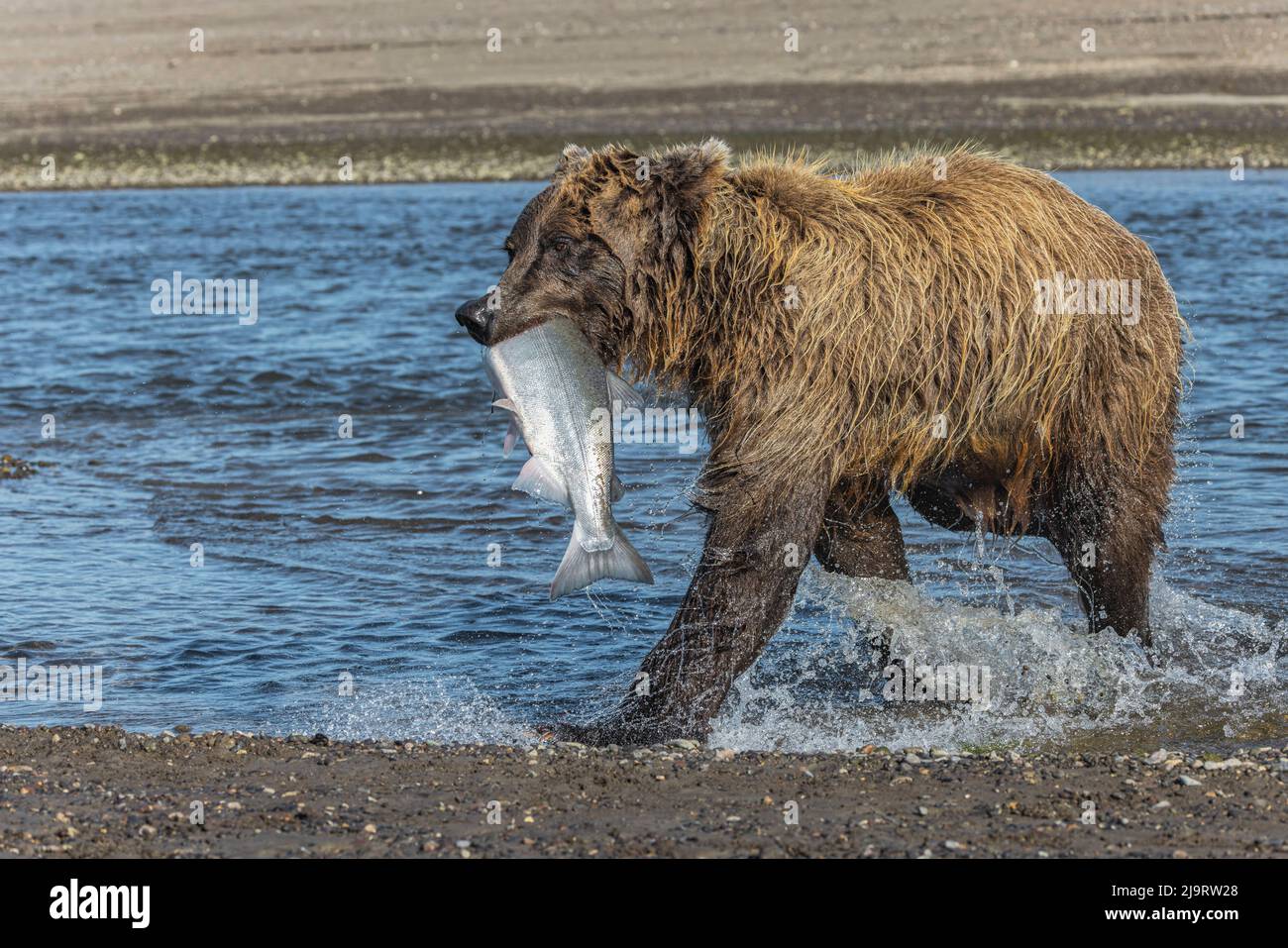 Grizzly bear with salmon in mouth, Silver Salmon Creek Lake Clark ...