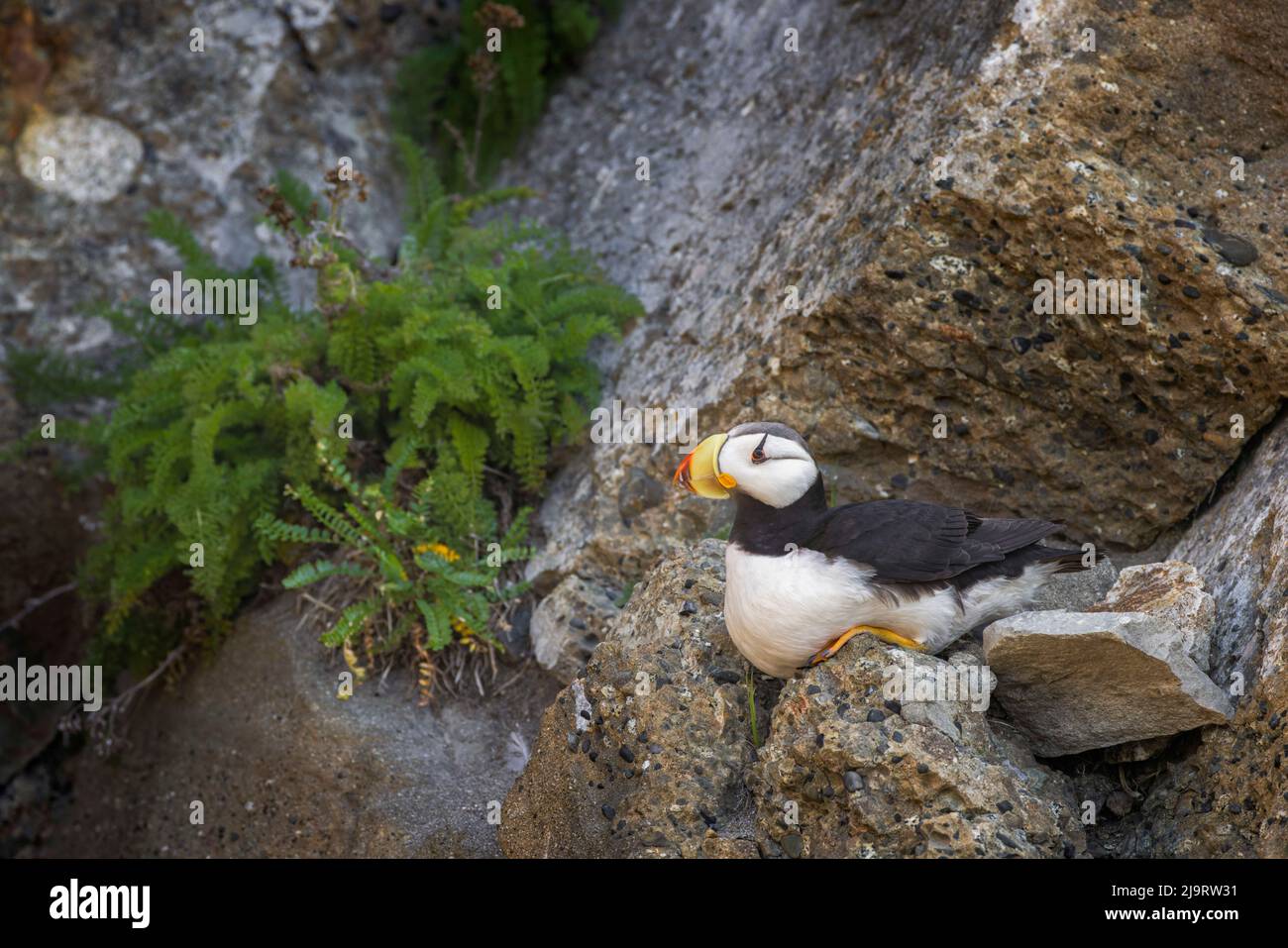 Horned puffin, Bird Island, Lake Clark National Park and Preserve ...