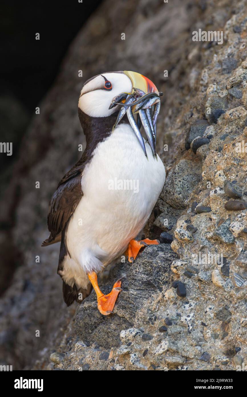 Horned puffin with needle fish in beak, Bird Island, Lake Clark ...