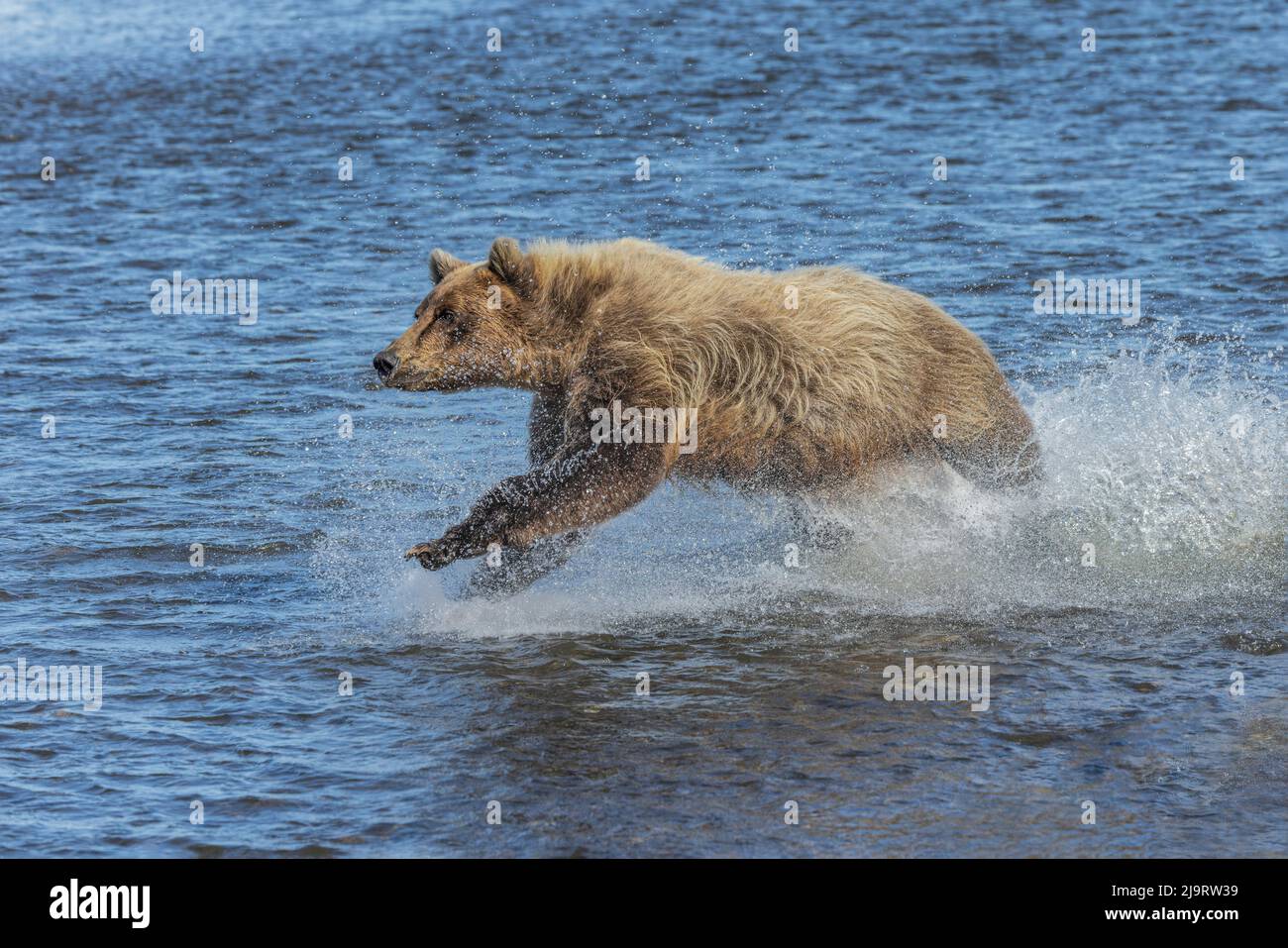 Grizzly bear running and chasing fish, Lake Clark National Park and ...