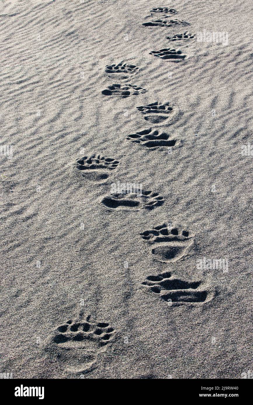 Adult grizzly bear tracks on sandy beach, Lake Clark National Park and ...
