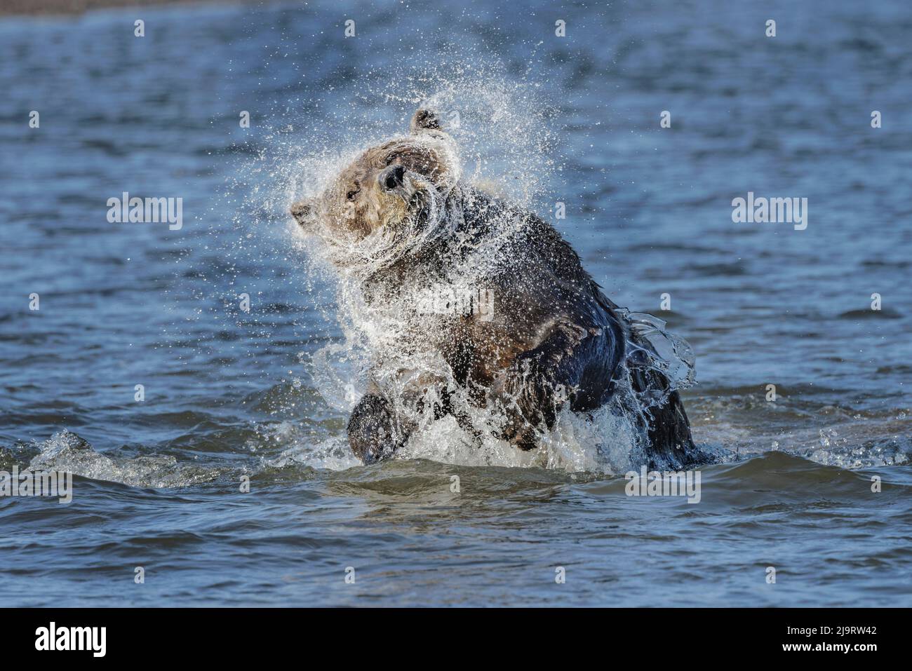 Adult grizzly bear chasing fish and shaking water off head, Lake Clark ...