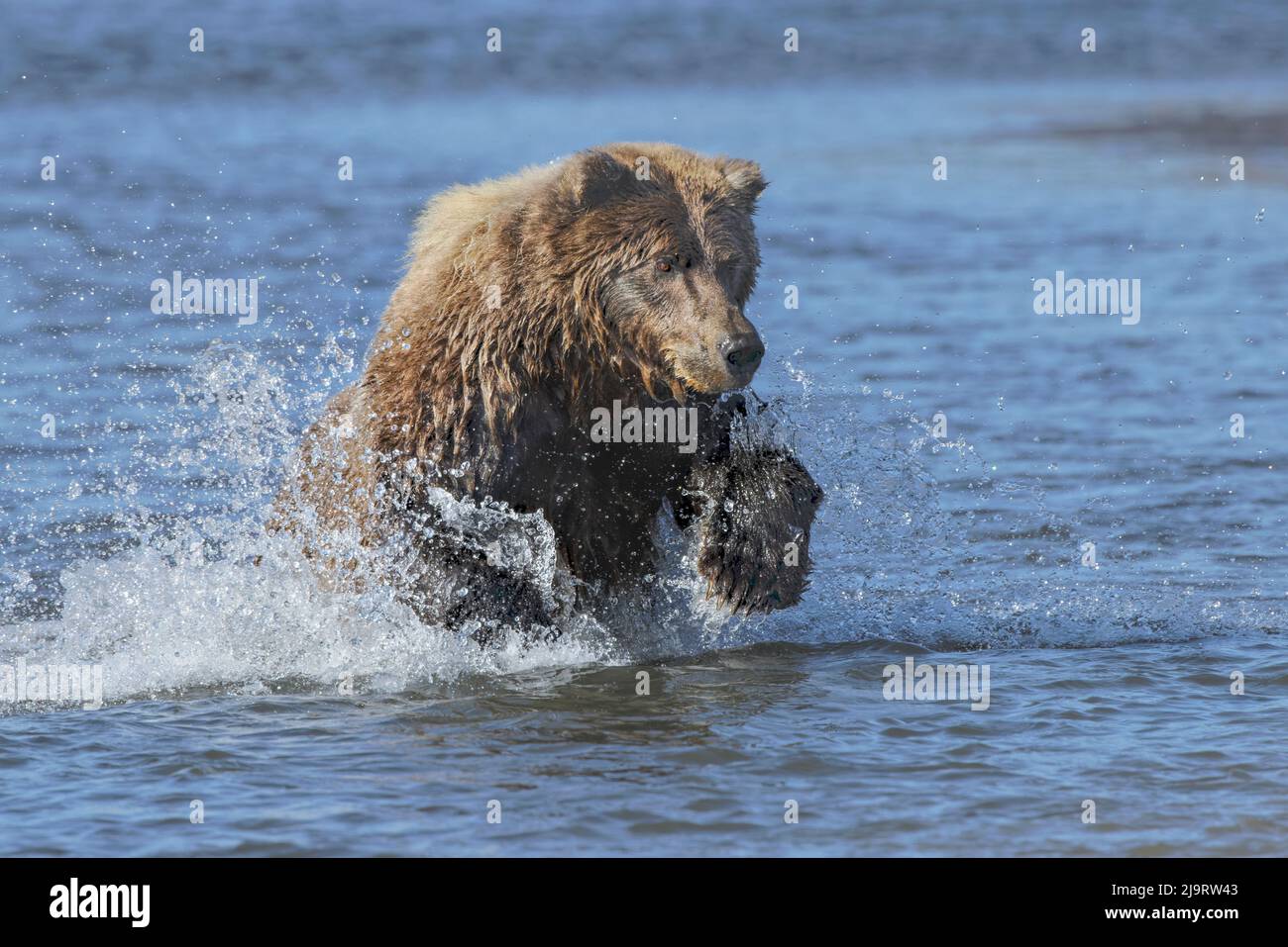 Adult grizzly bear chasing fish, Lake Clark National Park and Preserve ...