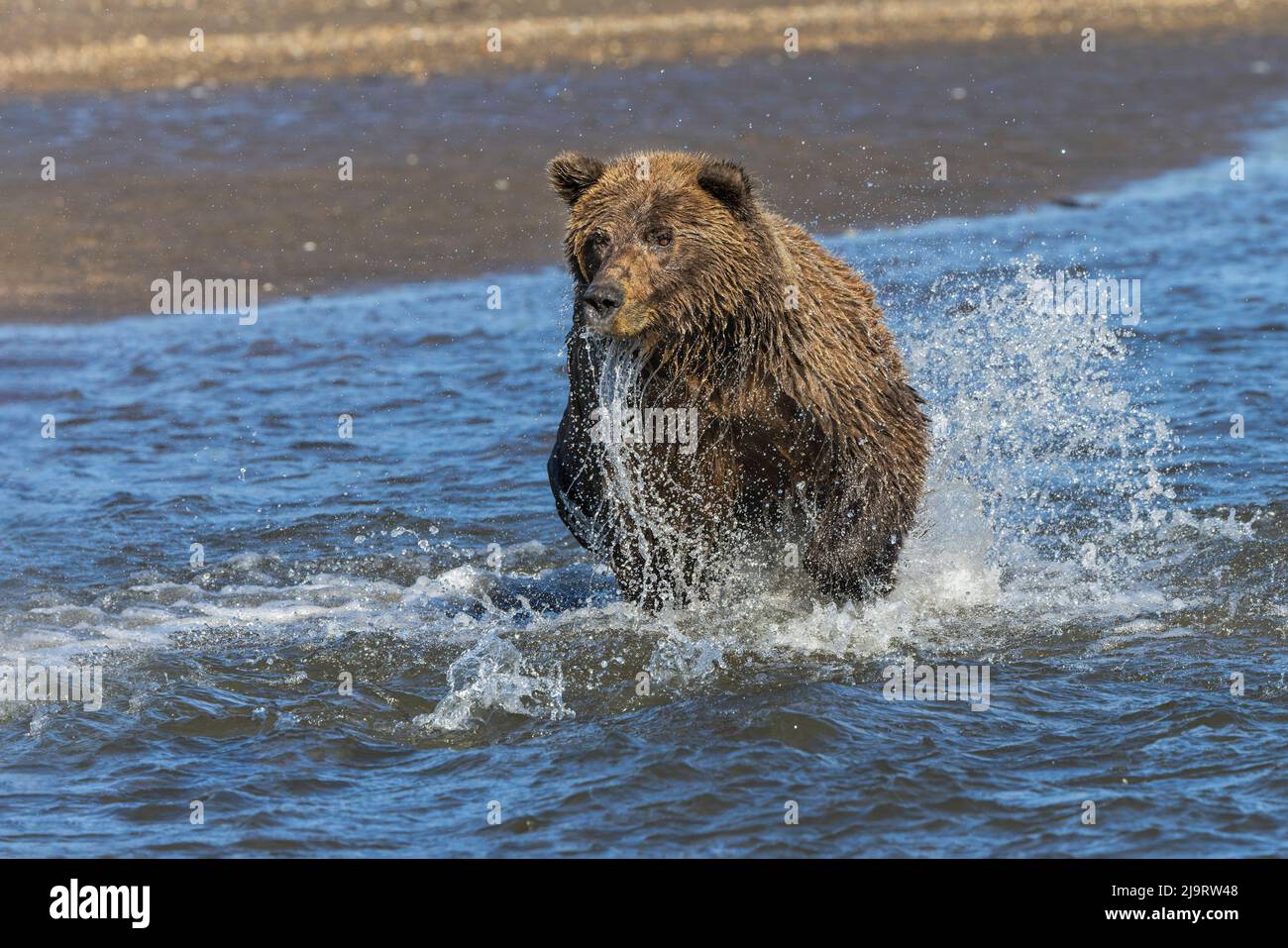 Adult grizzly bear chasing fish, Lake Clark National Park and Preserve ...