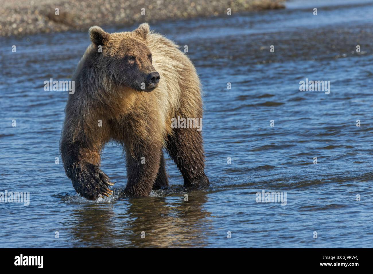 Adult grizzly bear chasing fish, Lake Clark National Park and Preserve ...