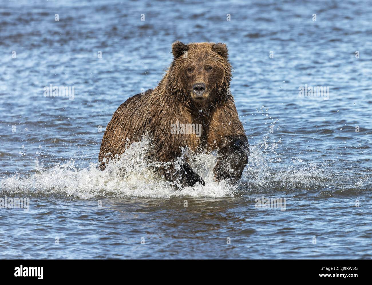 Adult grizzly bear chasing fish, Lake Clark National Park and Preserve ...
