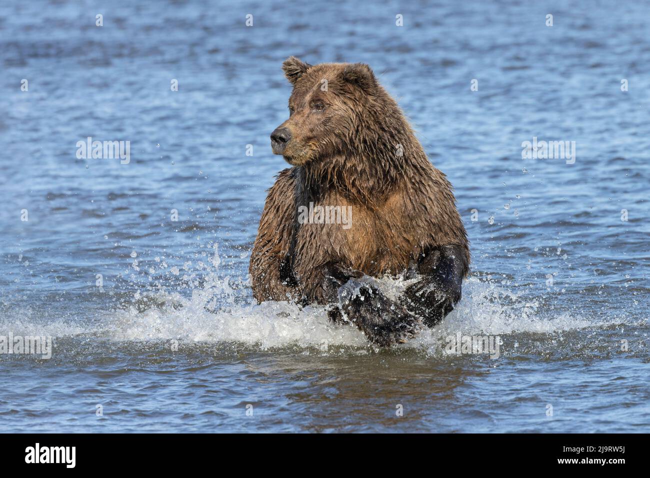Adult grizzly bear chasing fish, Lake Clark National Park and Preserve ...