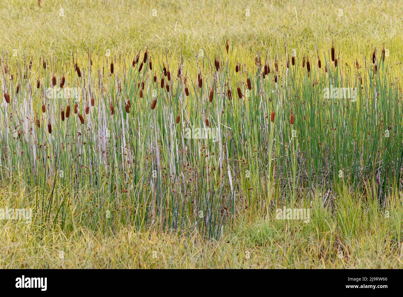 Cattails, Margaret Eagan Sullivan Park, Anchorage, Alaska Stock Photo ...