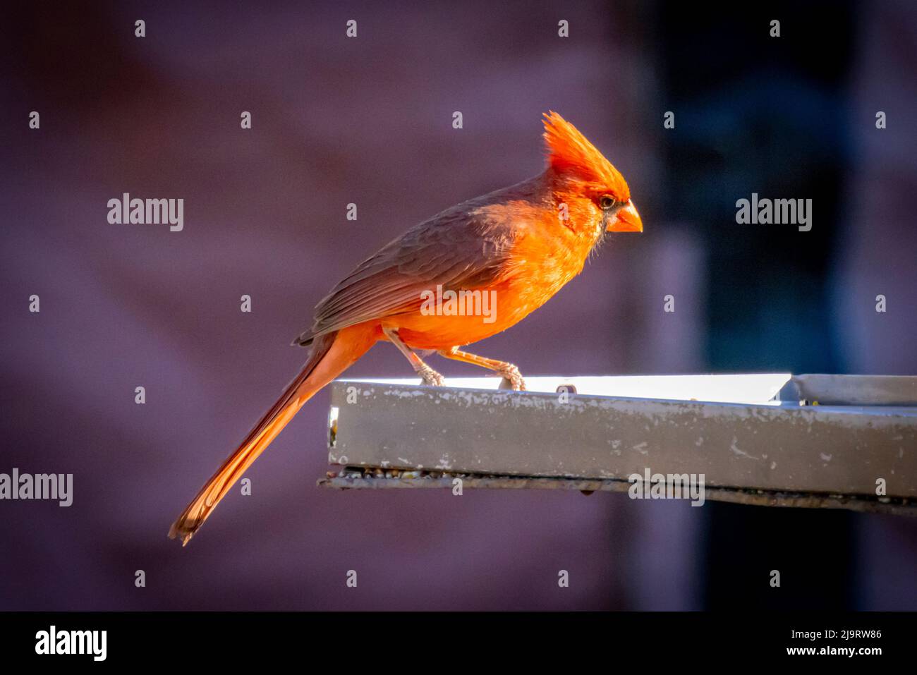 USA, Arizona, Catalina. Adult male northern cardinal on feeder Stock ...