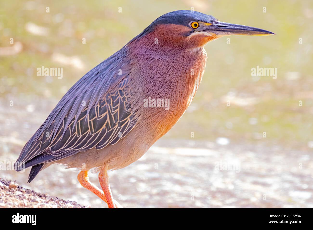 Gilbert close hi-res stock photography and images - Alamy