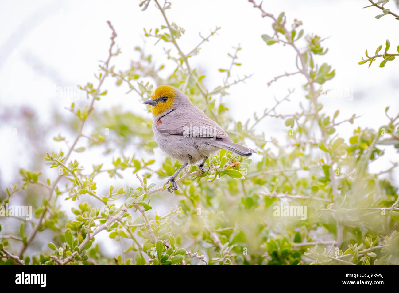 USA, Arizona, Catalina. Adult verdin bird in tree Stock Photo - Alamy