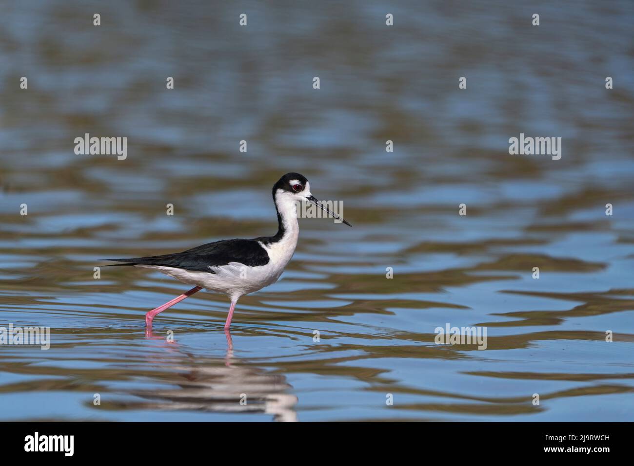 USA, Arizona, Gilbert. Black-necked stilt hunting for aquatic ...