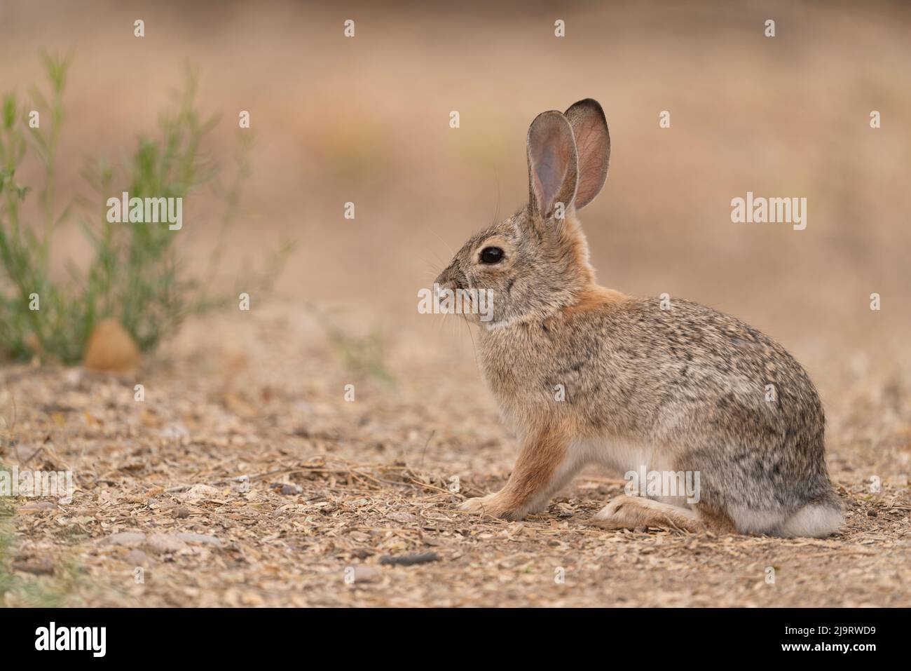 USA, Arizona, Sonoran Desert. Desert Cottontail pausing in its travels ...