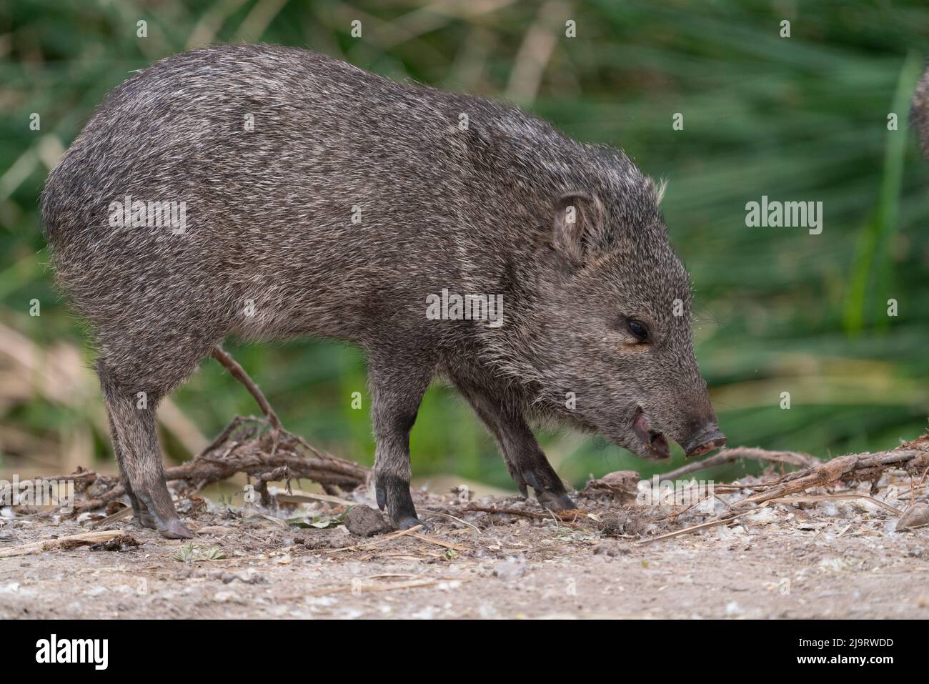 USA, Arizona. Javelina feeding. Collared Peccary adult with young, in a ...