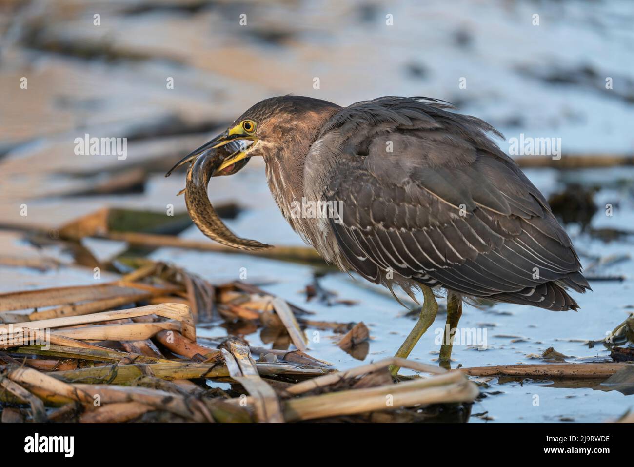 Eating tadpole hi-res stock photography and images - Alamy