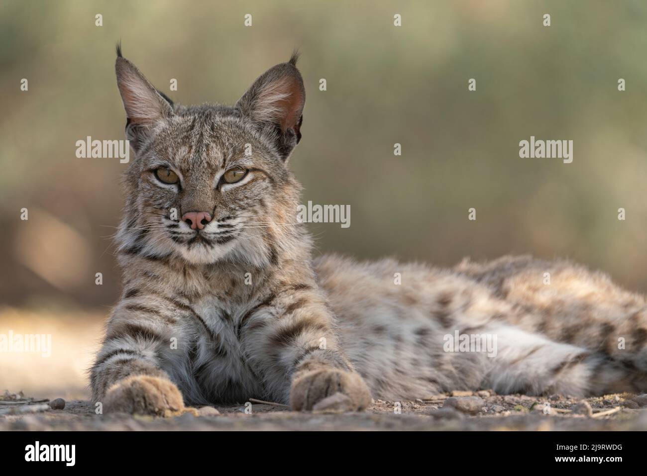 Female bobcat hi-res stock photography and images - Alamy