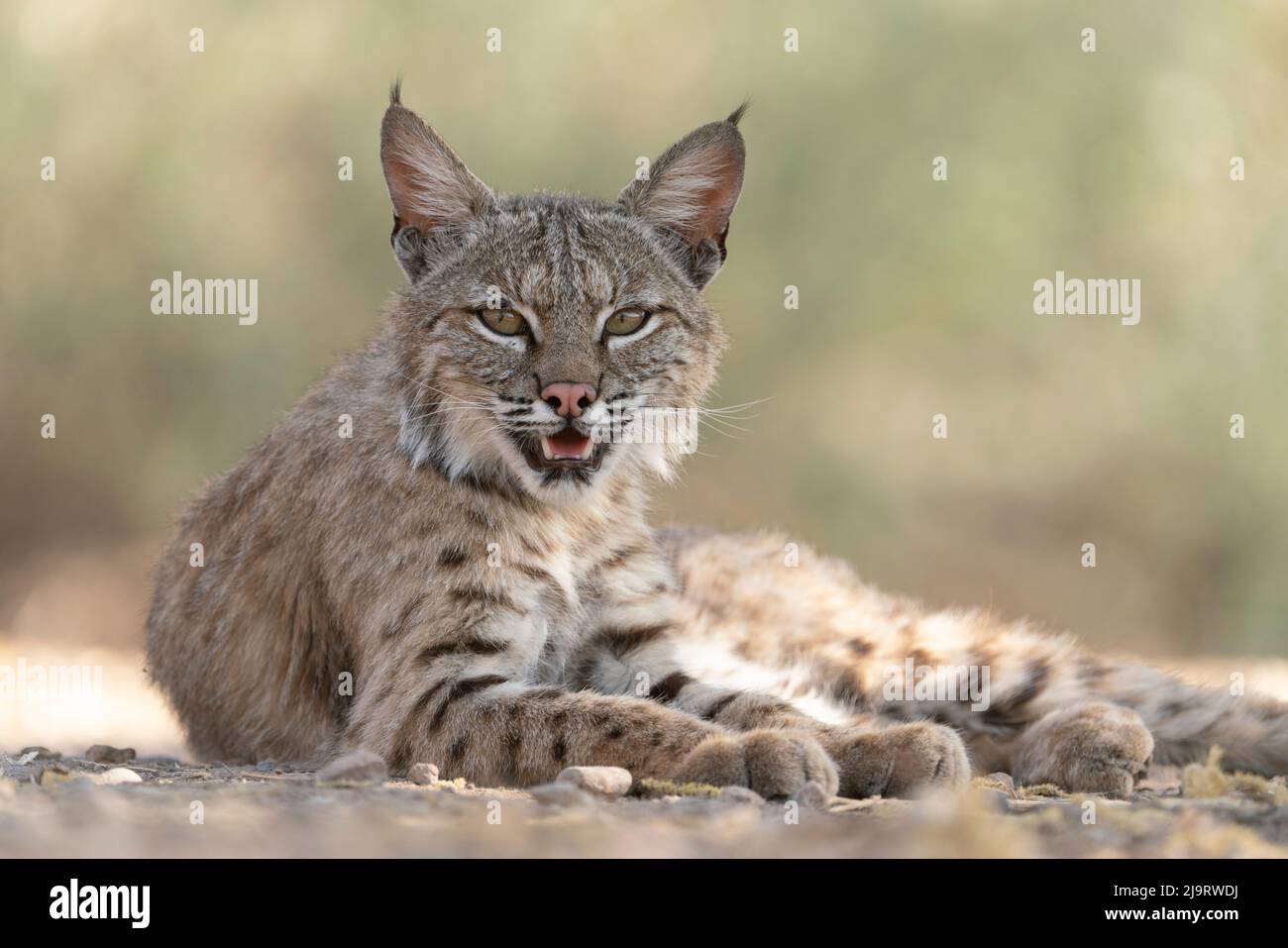 Female bobcat hi-res stock photography and images - Alamy