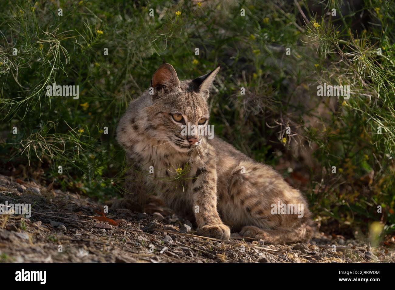 Female bobcat hi-res stock photography and images - Alamy