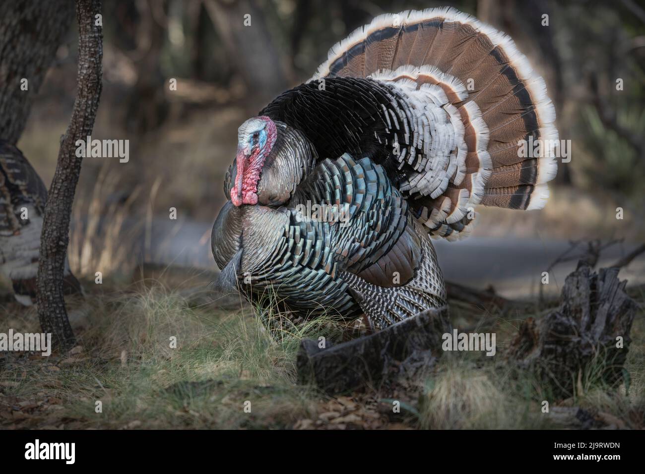 USA, Arizona, Ramsey Canyon. Male Gould's turkey close-up Stock Photo ...