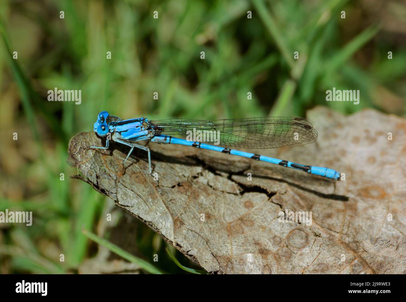Aztec dancer hi-res stock photography and images - Alamy