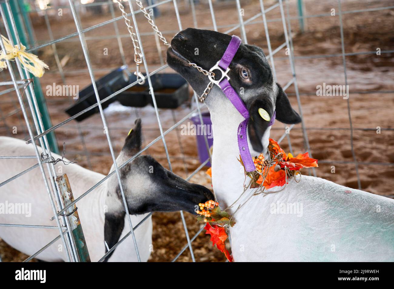 Window Rock, Arizona, USA. Navajo Nation Fair. Goats Stock Photo - Alamy