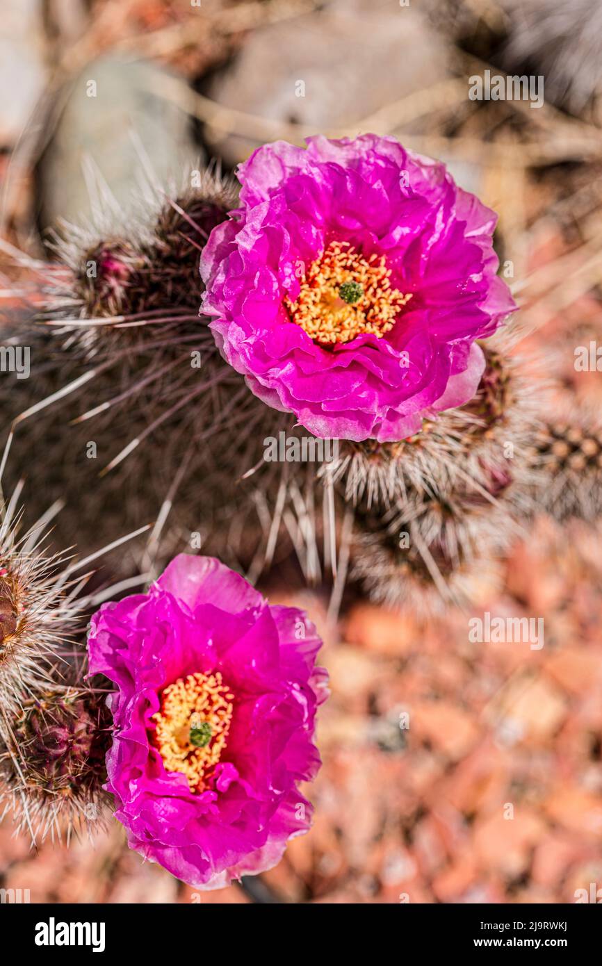 Phoenix, Arizona, USA. Flowering, cactus, pink, magenta, stickers Stock ...