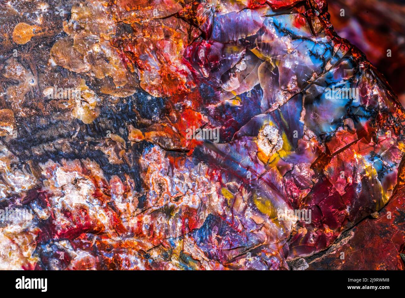Petrified wood log, Crystal Forest, Petrified Forest National Park ...