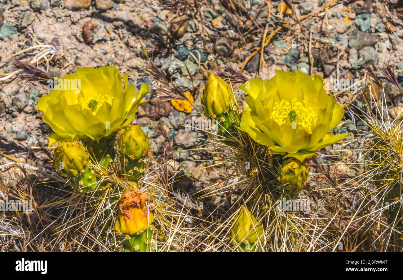 Prickly pear cactus blooming, Petrified Forest National Park, Arizona ...
